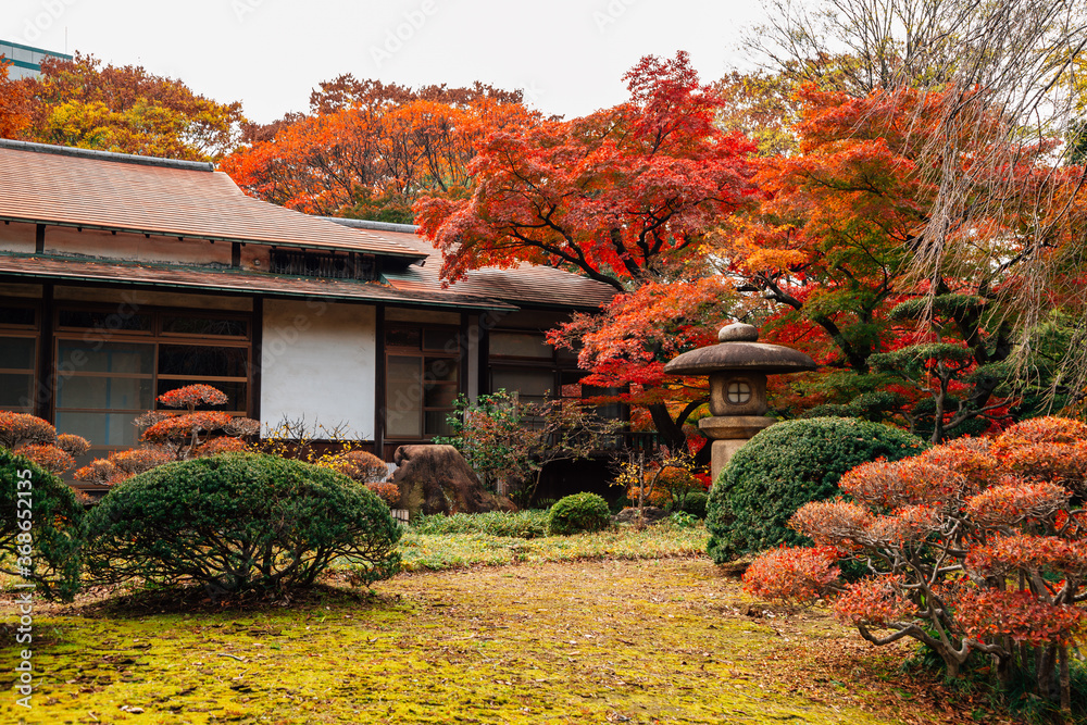 Japanese traditional house with autumn maple trees at Koishikawa ...