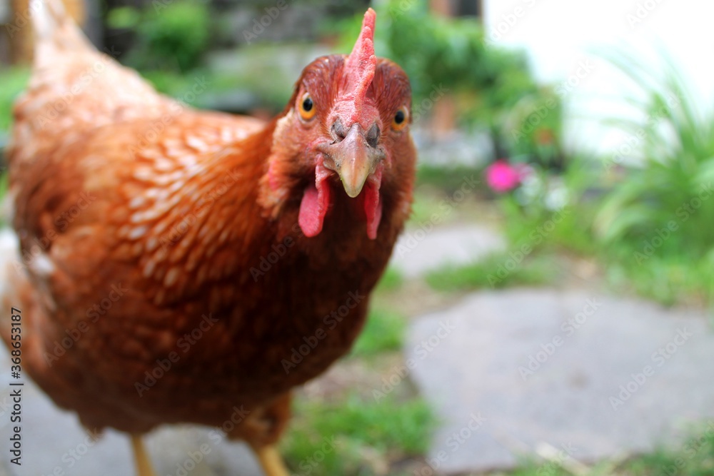 Huhn Stock Photo | Adobe Stock