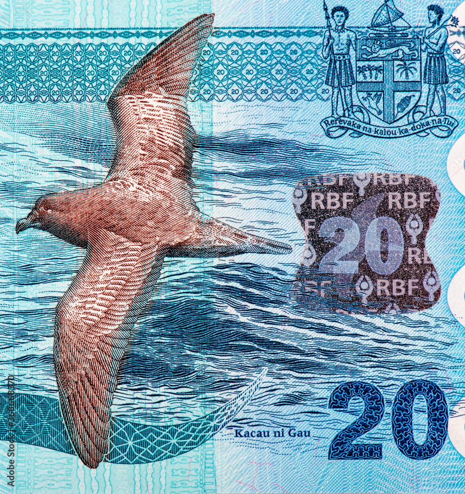 Kacau ni Gau, the Fiji Petrel (PseudobulweriaÂ macgillivrayi). Portrait ...