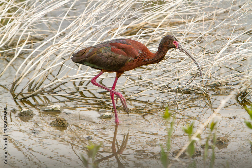 A white faced ibis feeding in a wetland. It is a wading bird in the ...