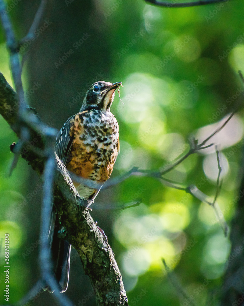 A close portrait of a young American Robin with black spots on check ...