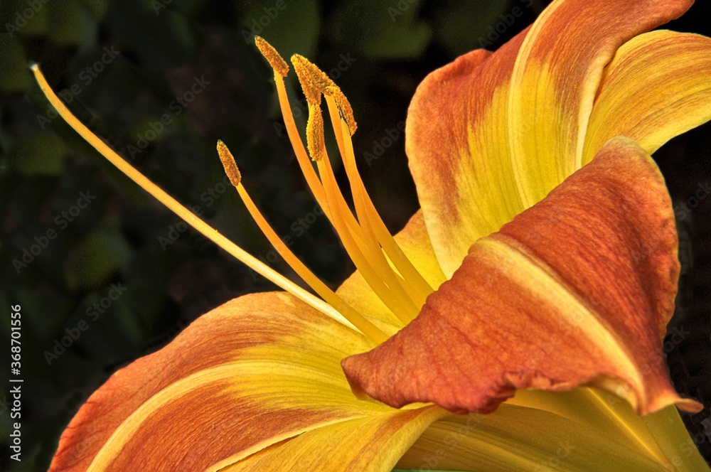 Macro image of vivid orange and yellow daylily blossom (Hemerocallis ...