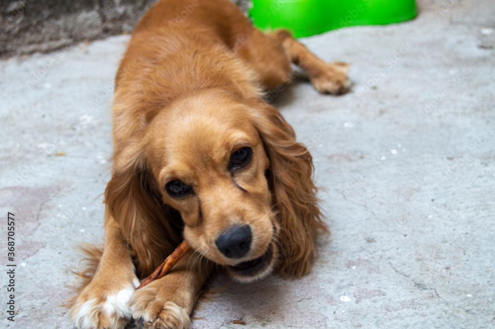 perro Cocker spaniel inglés comiendo un hueso café y fondo gris Stock ...