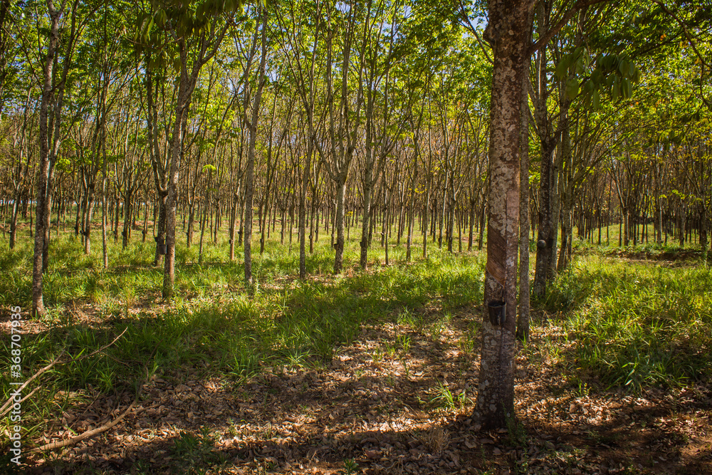 Rubber tree planting in the interior of Brazil - Hevea brasiliensis ...