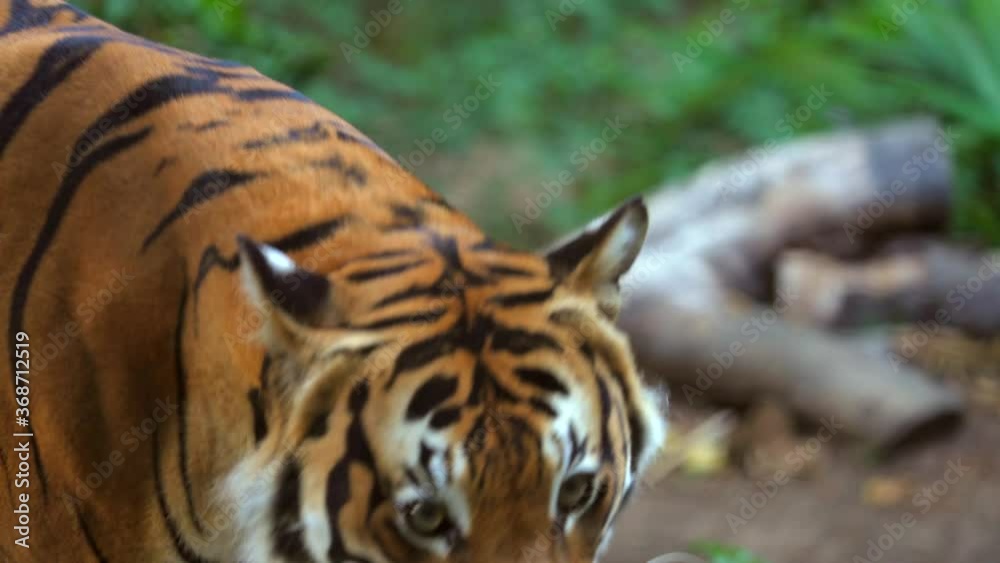 This close up video shows a side view of a majestic wild tiger pacing ...
