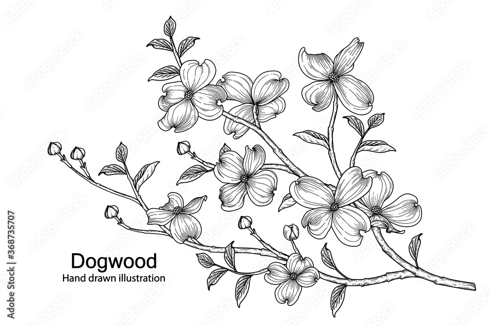 Dogwood Drawing