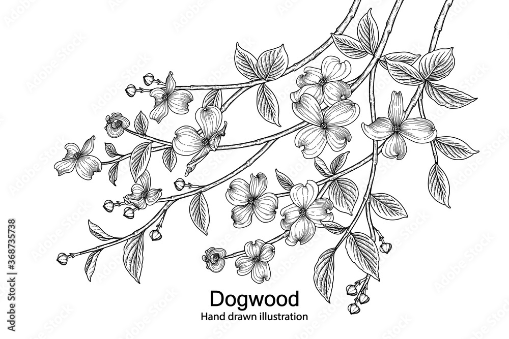 Sketch Floral decorative set. dogwood flower drawings. Black line art ...