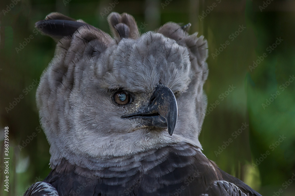 The harpy eagle (American harpy eagle, Harpia harpyja) is a neotropical ...