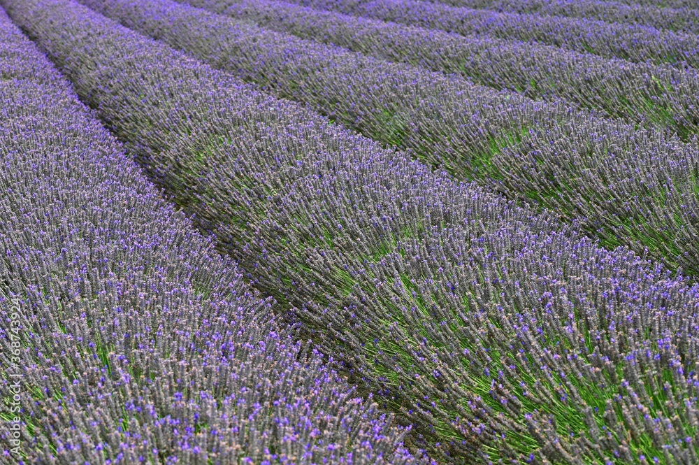 Lavender. Beautifully blooming violet plant - Lavandula angustifolia ...