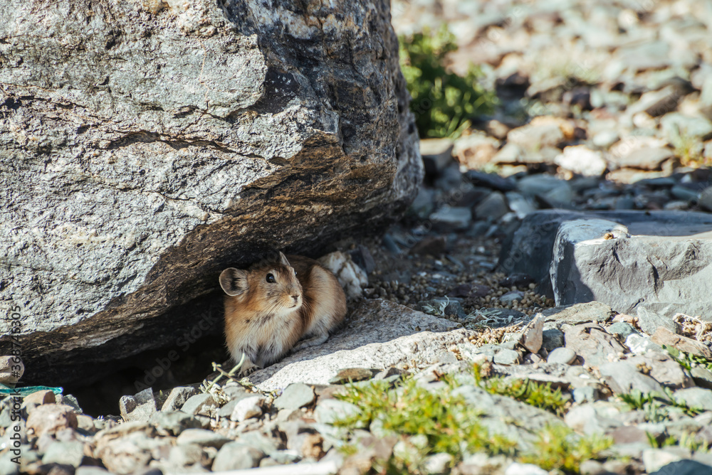 Fotka „Beautiful little pika rodent hiding from heat under stone in ...