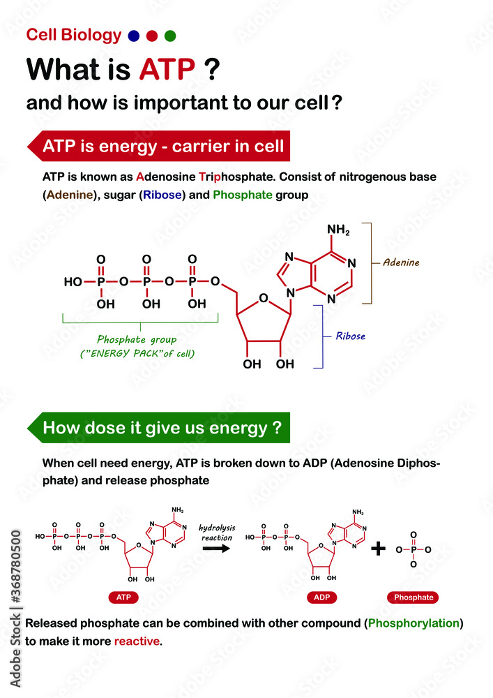 Scientific infographic explain about ATP (Adenosine triphosphate) and ...