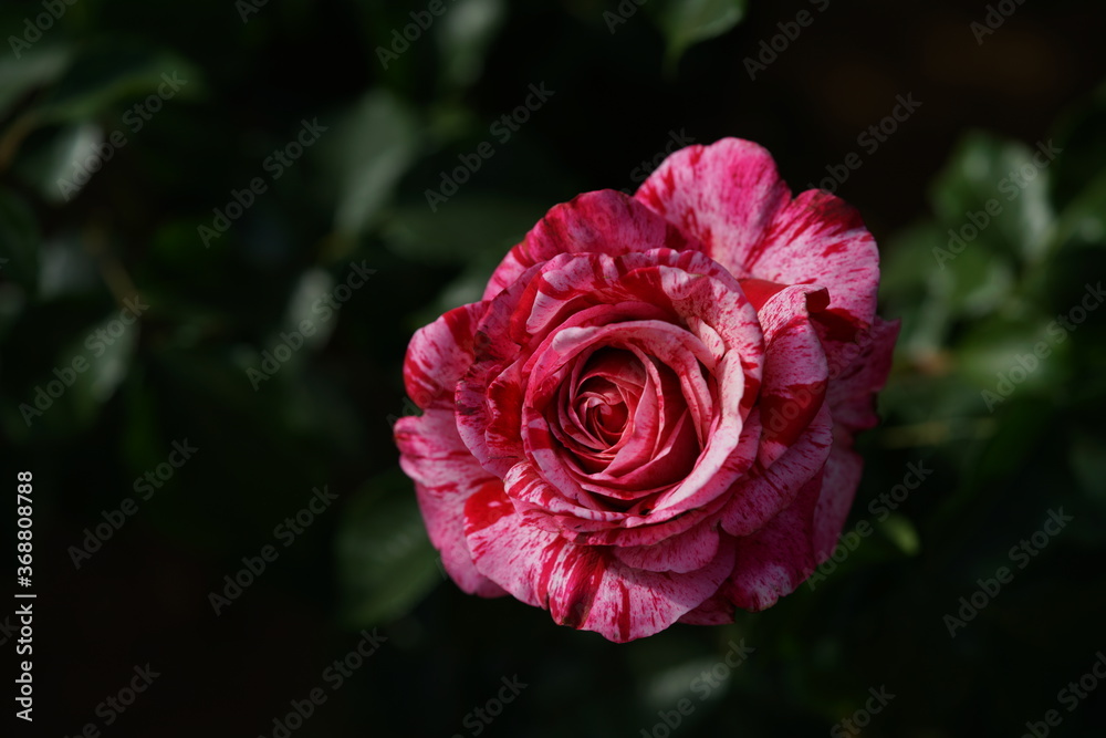 Variegated Red and White Flower of Rose 'toi toi toi!' in Full Bloom ...