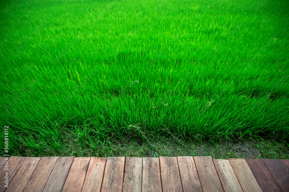 close background of the green rice fields, the seedlings that are ...