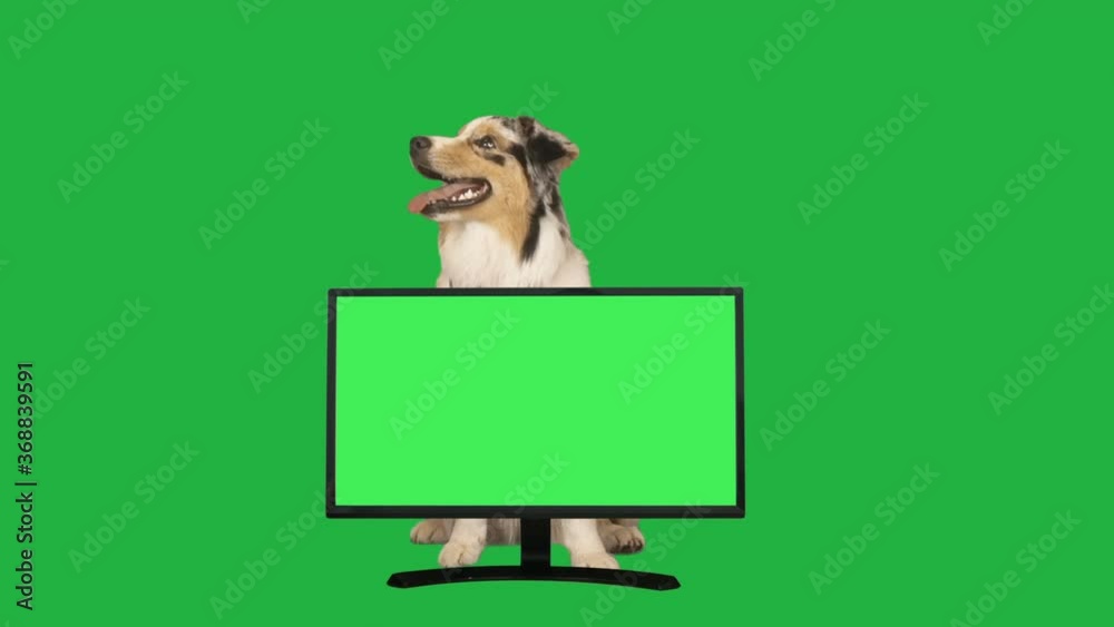 Dog sits behind monitor with green screen, chroma key. vídeo do Stock ...