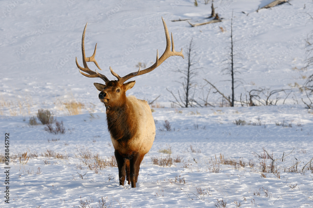 Mature male elk with antlers in winter at Blacktail Deer Plateau ...