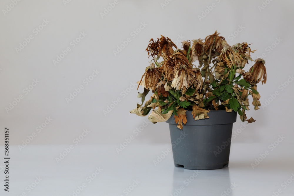 One withered flower in a vase on a gray background. The houseplant ...