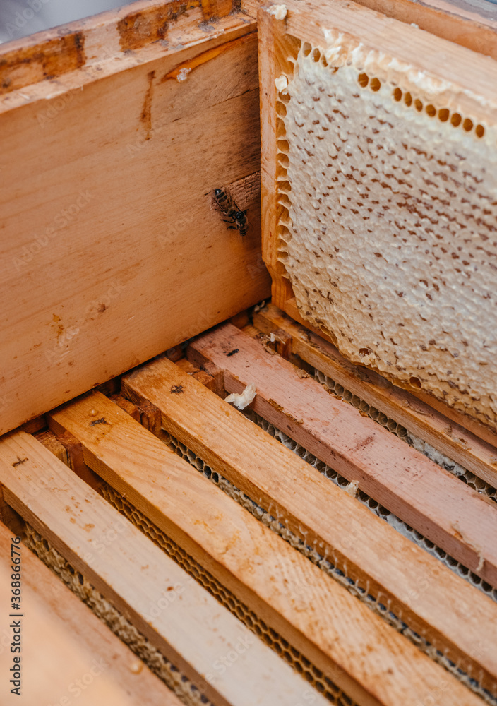 Frame with honeycomb. The honey in the frame is prepared for ...