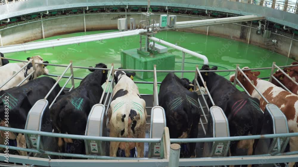 Cows on round rotary machine for milking in dairy farm. Industrial milk ...