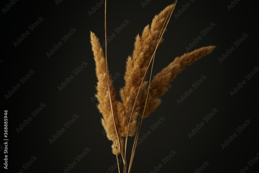 beautiful decorative bouquet of dry herbs. On a dry stem, beautiful ...