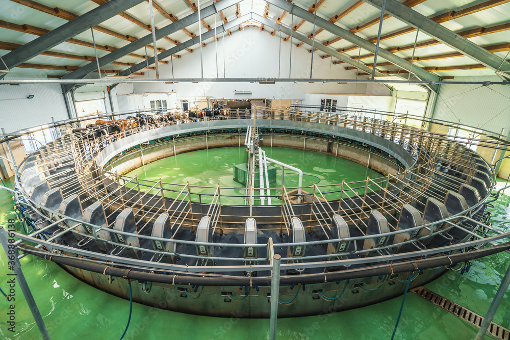 Cows on round rotary machine for milking in dairy farm. Industrial milk ...