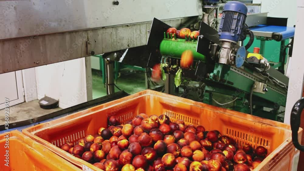 Vidéo Stock Process of washing harvested peaches on production line in ...