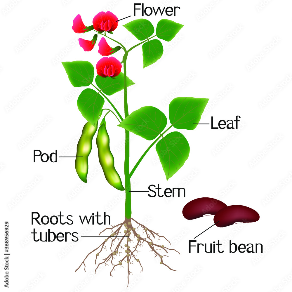An illustration showing parts of a bean plant. Stock Vector | Adobe Stock