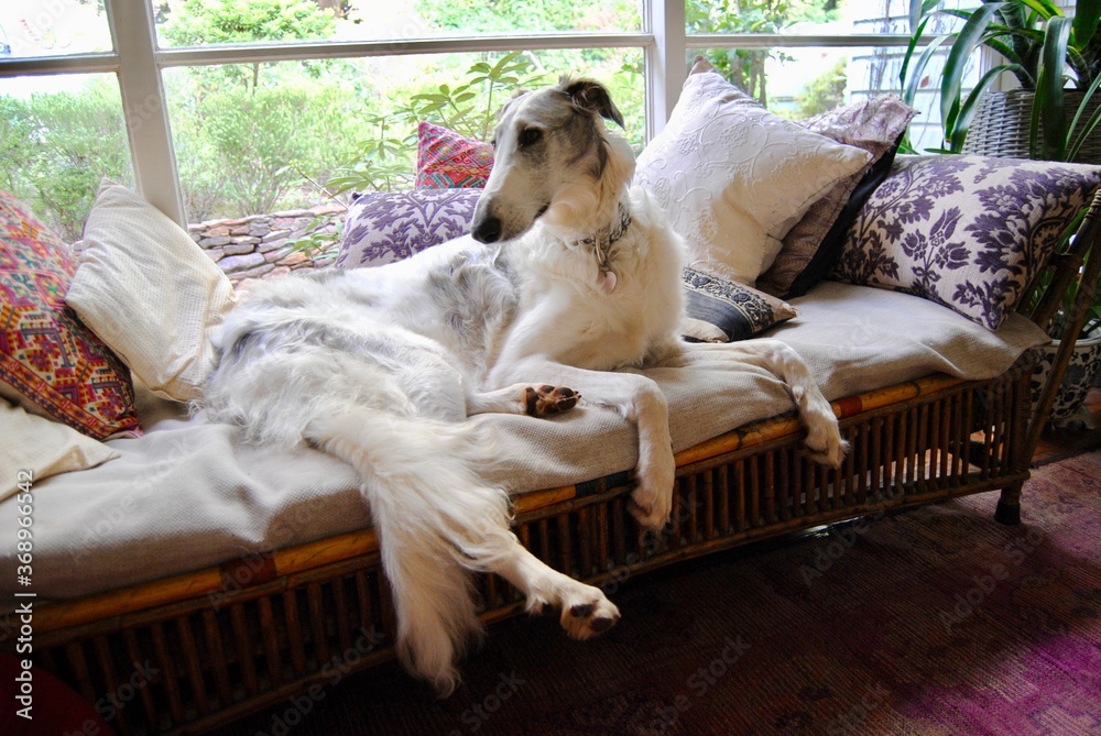White and grey Russian borzoi dog on the couch by the window in the ...