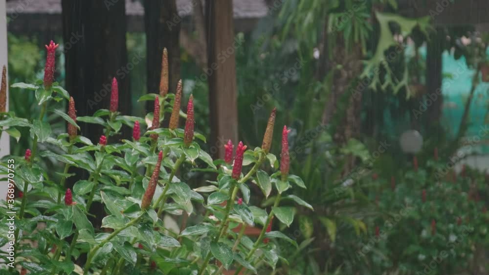 Heavy rain on red costus (Costus comosus var. or spiral ginger ...
