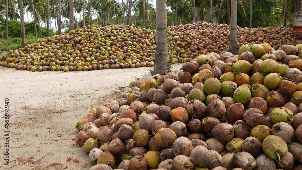 Coconut farm with nuts ready for oil and pulp production. Large piles ...