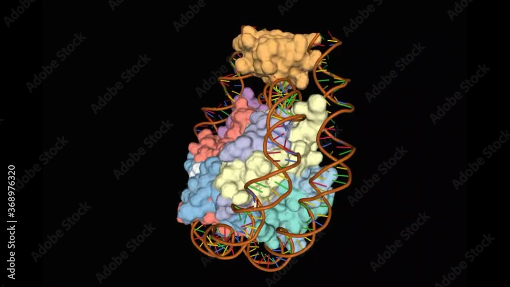 Vidéo Stock Crystal structure of chromatosome, DNA-histone complex ...