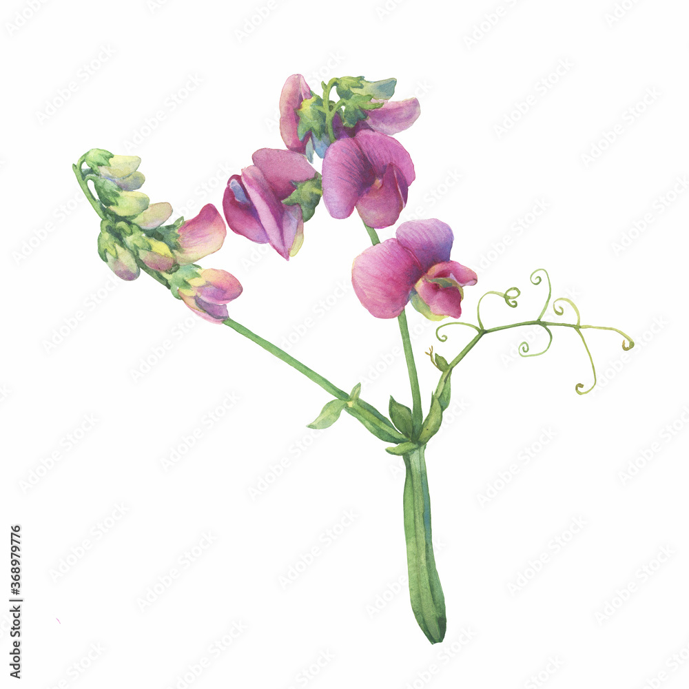 Closeup of a branch of the sweet perennial pea flowers (known as ...