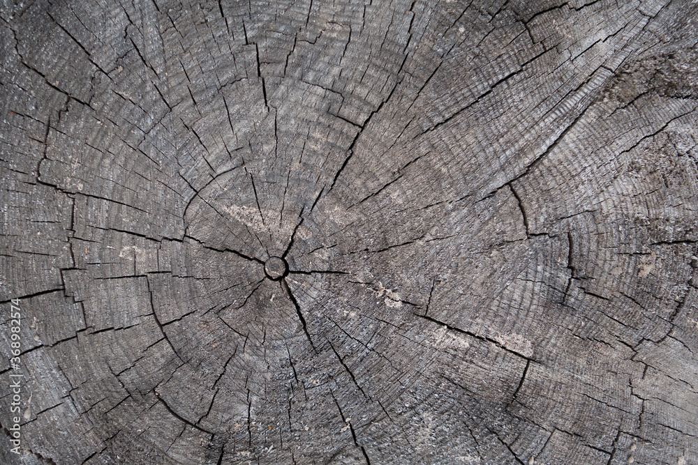 Close up view onto stump of pine tree, its surface with heartwood ...