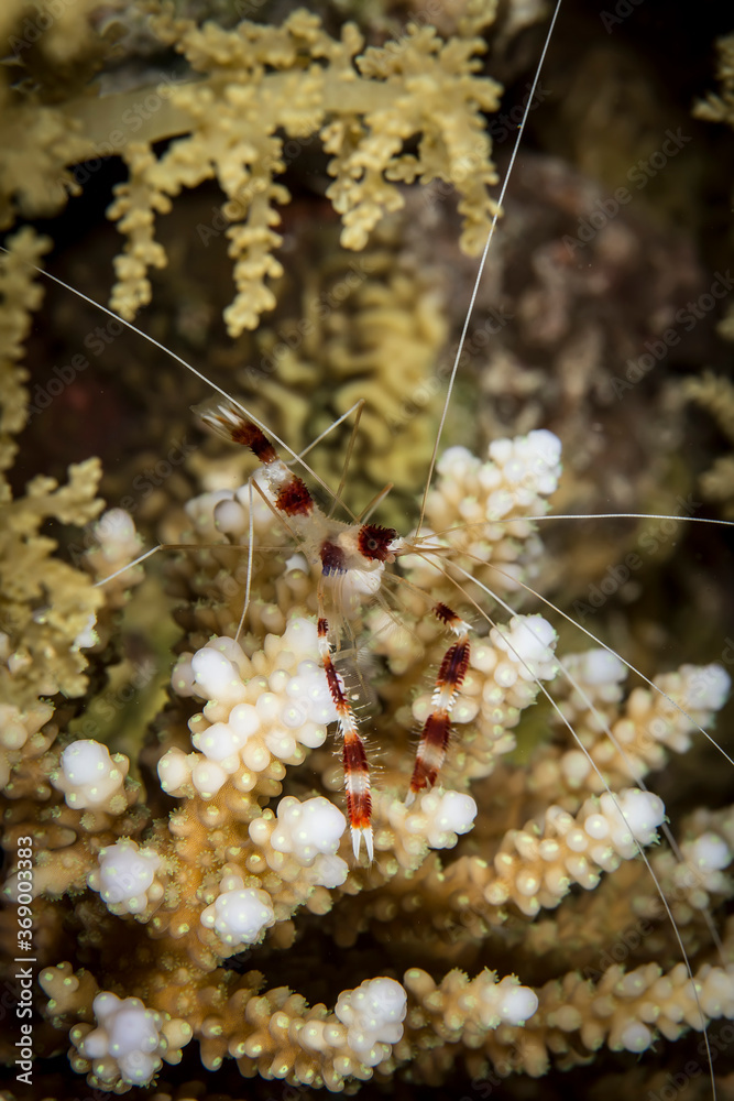 Underwater macro photography of marine animals. Vegetation, creatures ...