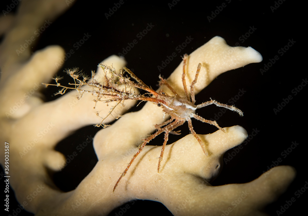 Underwater macro photography of marine animals. Vegetation, creatures ...