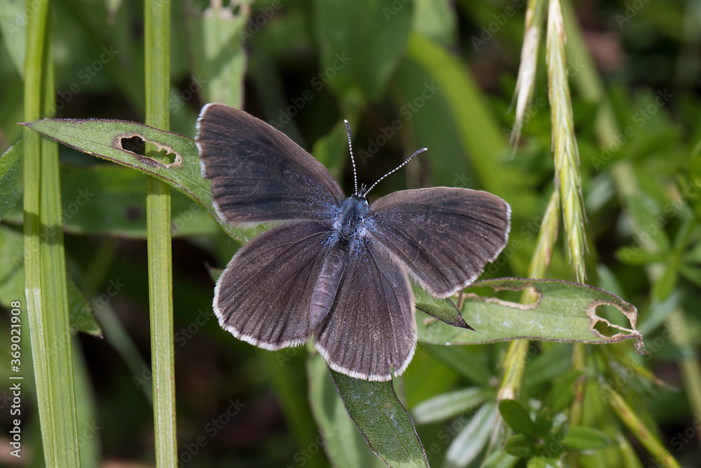 Alcon blue or Alcon large blue (Phengaris alcon) is a butterfly of the ...