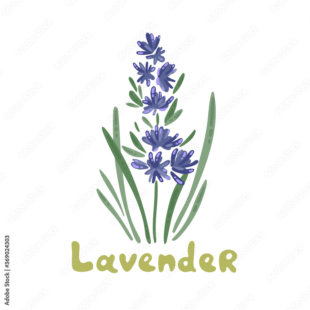 Lavender flowers, vector illustration clipart. Botanical illustration ...