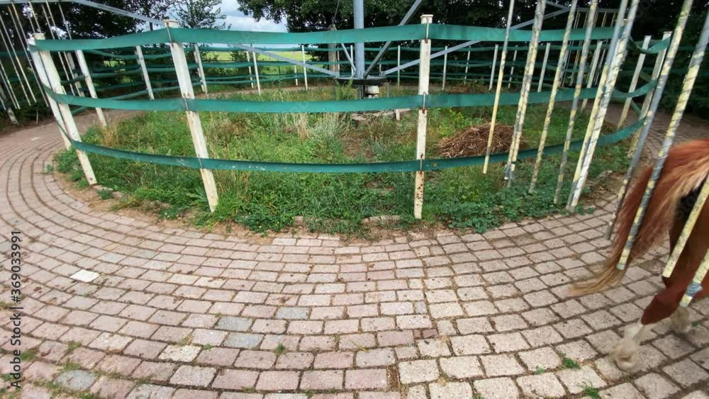 Vidéo Stock Horse run in a circle. Training horses, drive around by ...