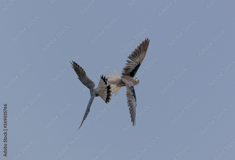 black shouldered kite , and red necked falcon fighting in the blue sky ...