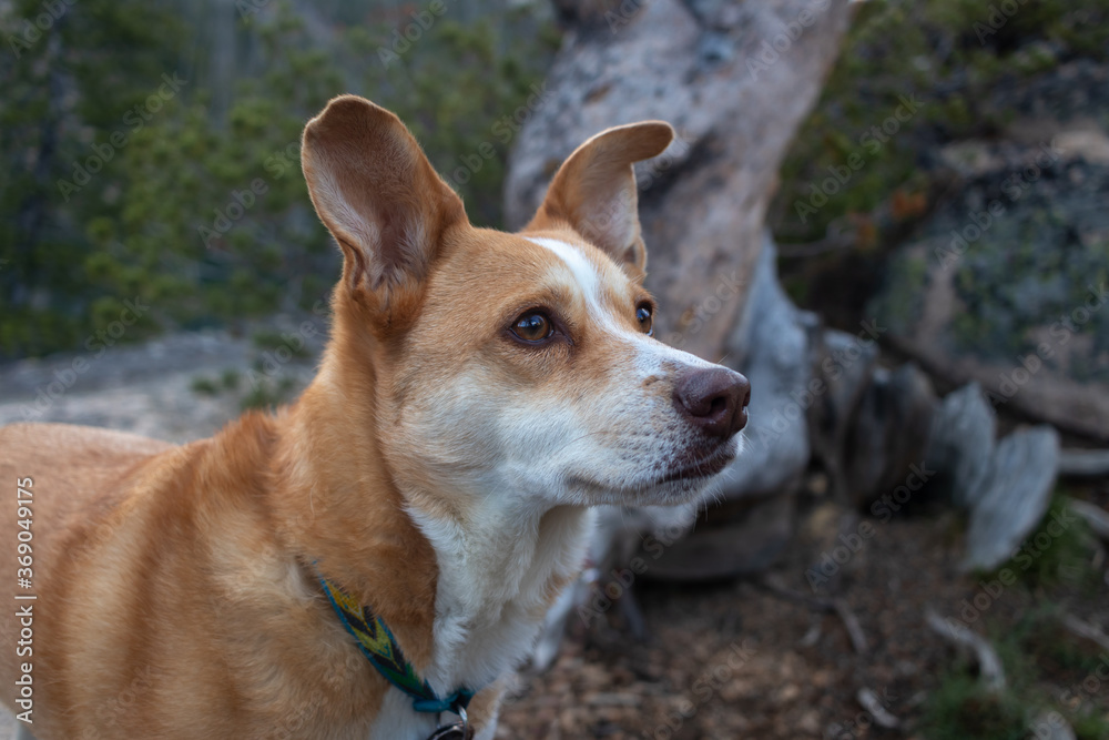 Corgi Red Heeler Mix