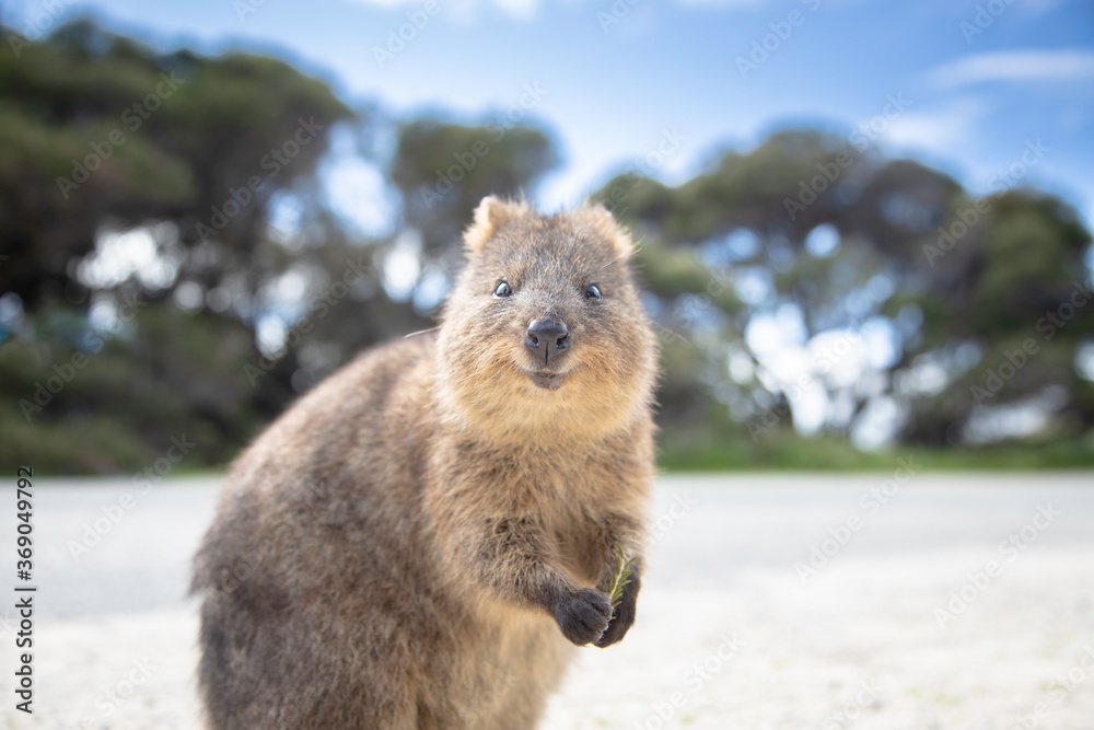 Smiling Australian Animal