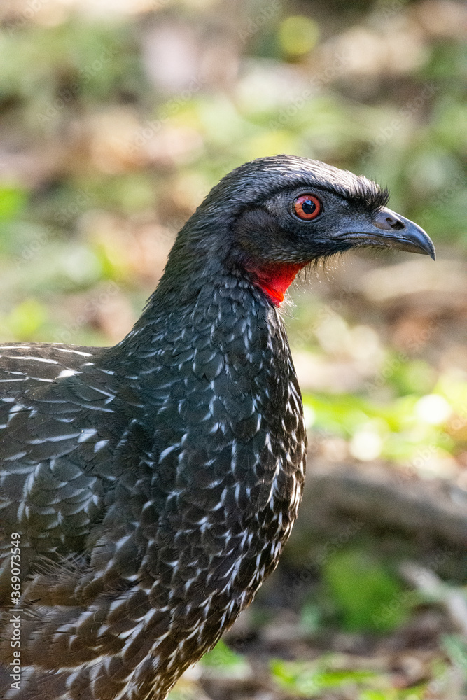 Beautiful black bird with red neck in Atlantic Rainforest vegetation ...