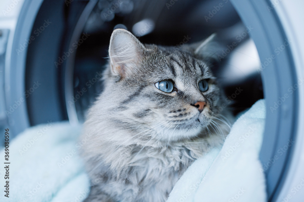 Cute fluffy cat lying inside laundry washer. Tabby lovely kitten with ...