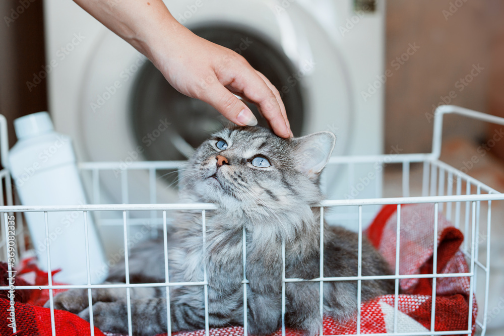 Cute fluffy cat lies in basket of dirty laundry. Tabby lovely kitten ...