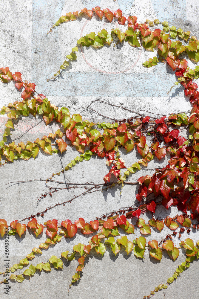 Vine turning red Stock Photo | Adobe Stock
