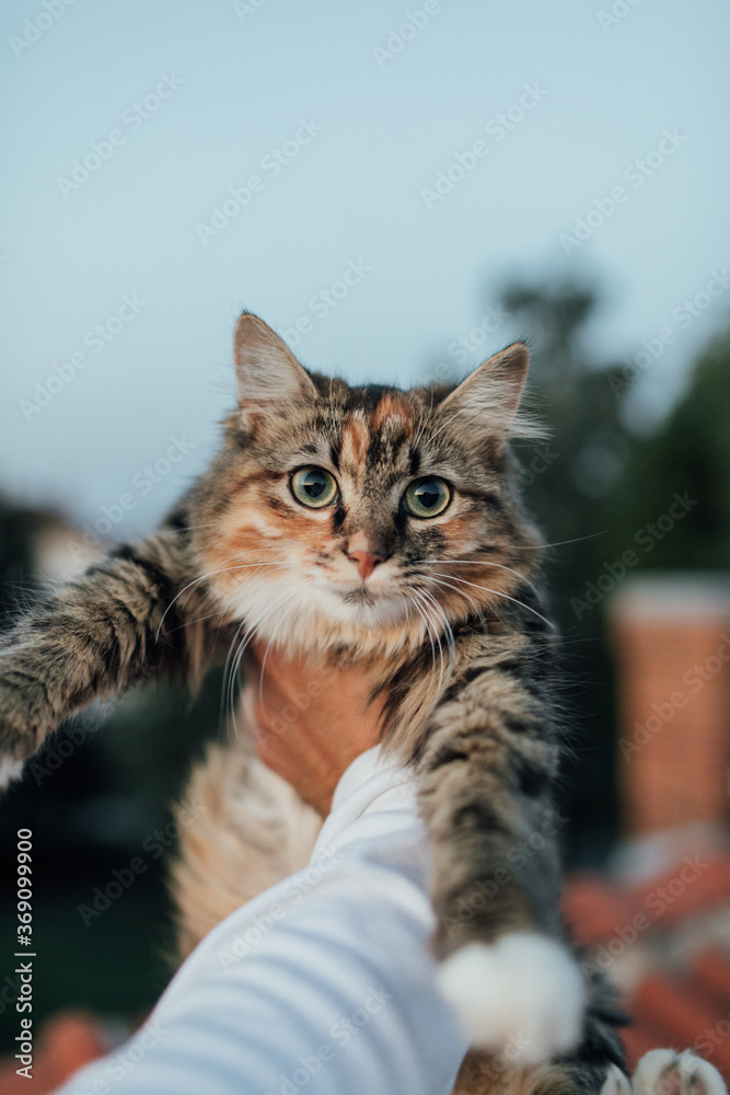 Puffy Cat Stock Photo | Adobe Stock