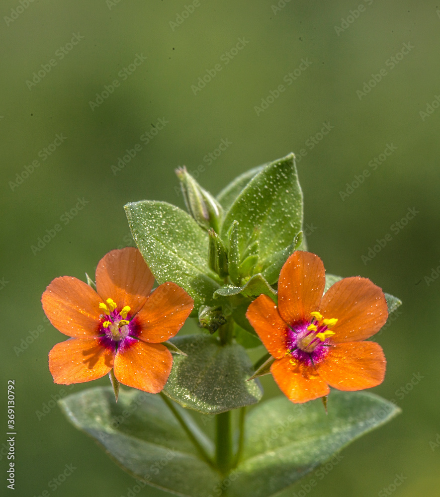 Anagallis arvensis is a species of Anagallis genus of the chuha flower ...