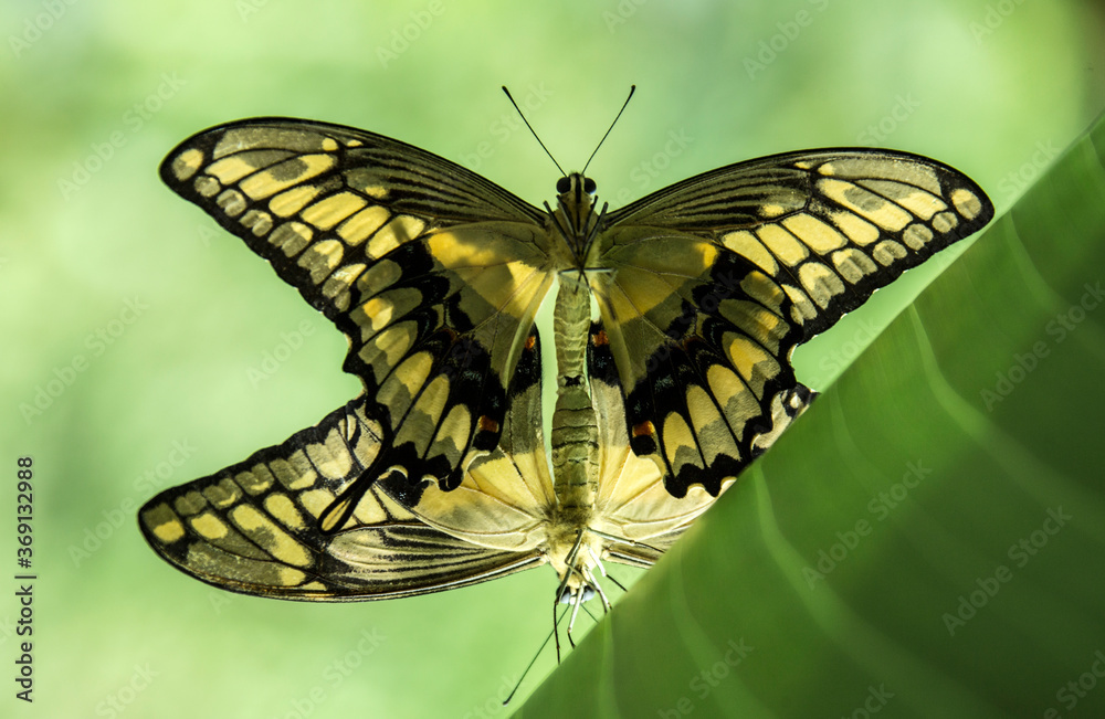 (Giant Swallowtail) The giant swallowtail is the largest butterfly in ...