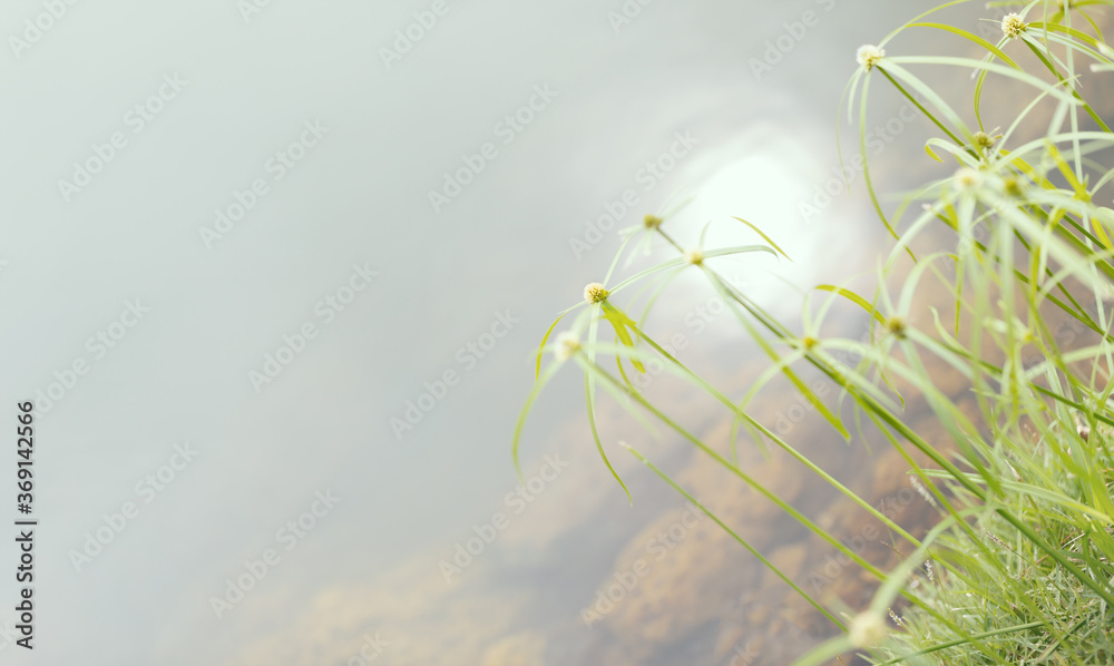 Green grass flowers of Cyperus involucratus (umbrella plant), also ...