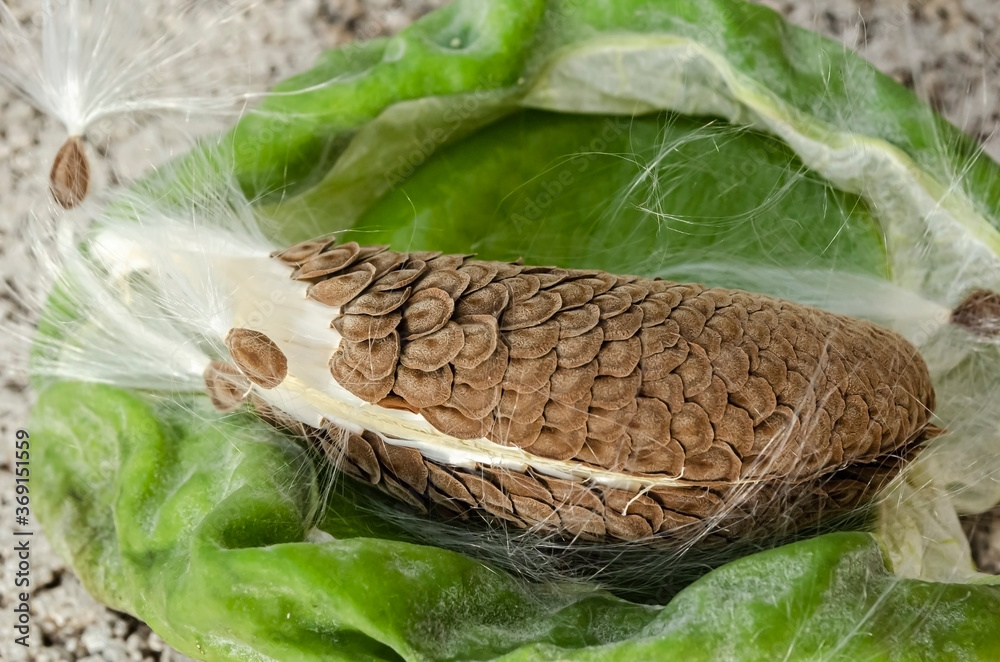 Open Follicle And Seeds Of The Calotropis Procera (Sodom Apple) Plant ...