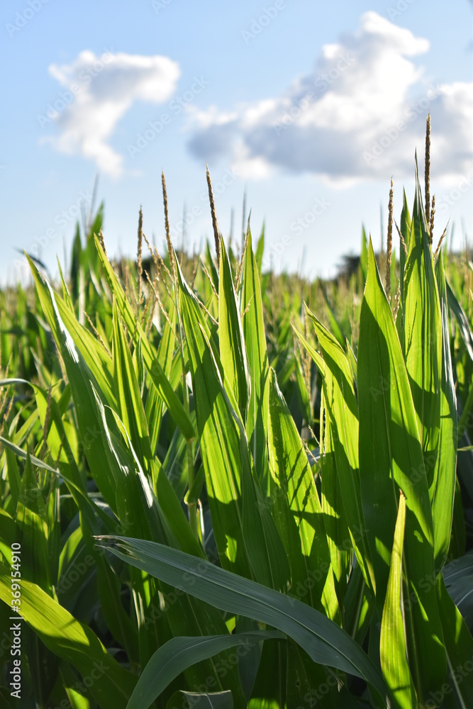 Corn Stock Photo | Adobe Stock